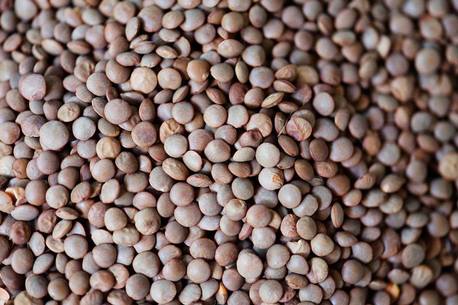 Lentils Could be Part of Canada's Green Recovery - Asparagus Magazine